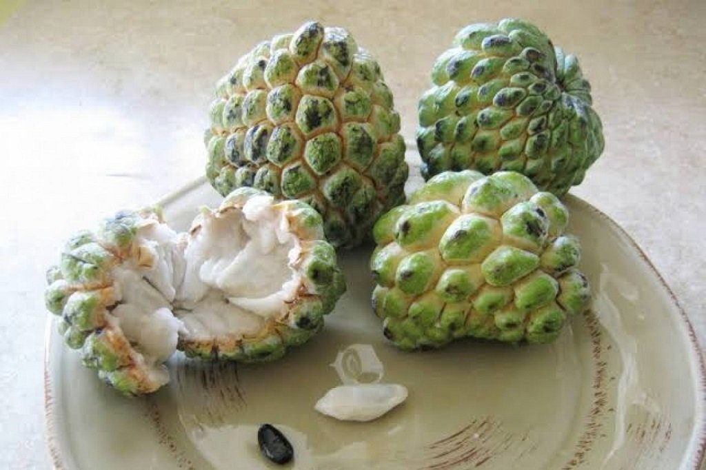 Buah Nona Kandungan Khasiat Efek Samping And Cara Pemanfaatan